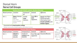 2- Anatomy of the Spinal Cord edited.pdf