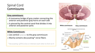 2- Anatomy of the Spinal Cord edited.pdf