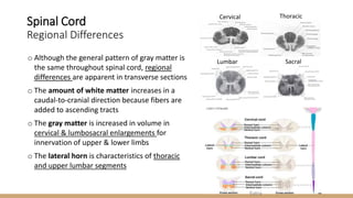 2- Anatomy of the Spinal Cord edited.pdf