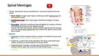 2- Anatomy of the Spinal Cord edited.pdf