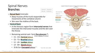2- Anatomy of the Spinal Cord edited.pdf