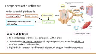 2- Anatomy of the Spinal Cord edited.pdf