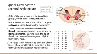 2- Anatomy of the Spinal Cord edited.pdf