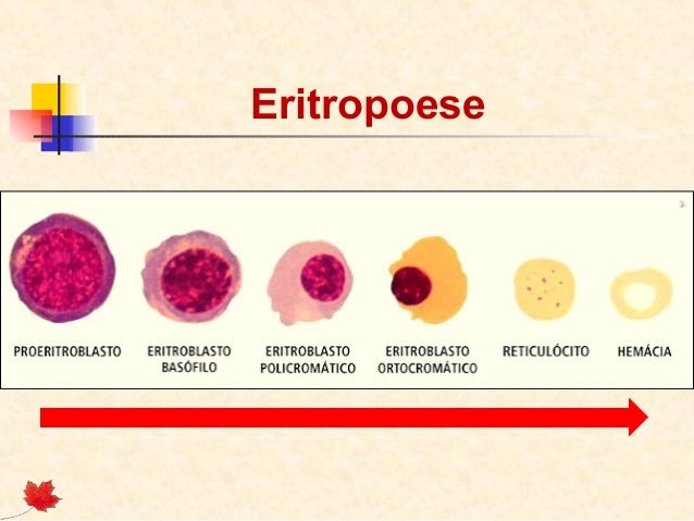 2 anemias - visão geral