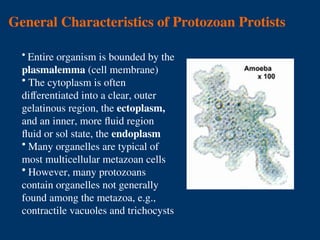 2-Animal-like protists.ppt Animal-like protists are called protozoa | PPT