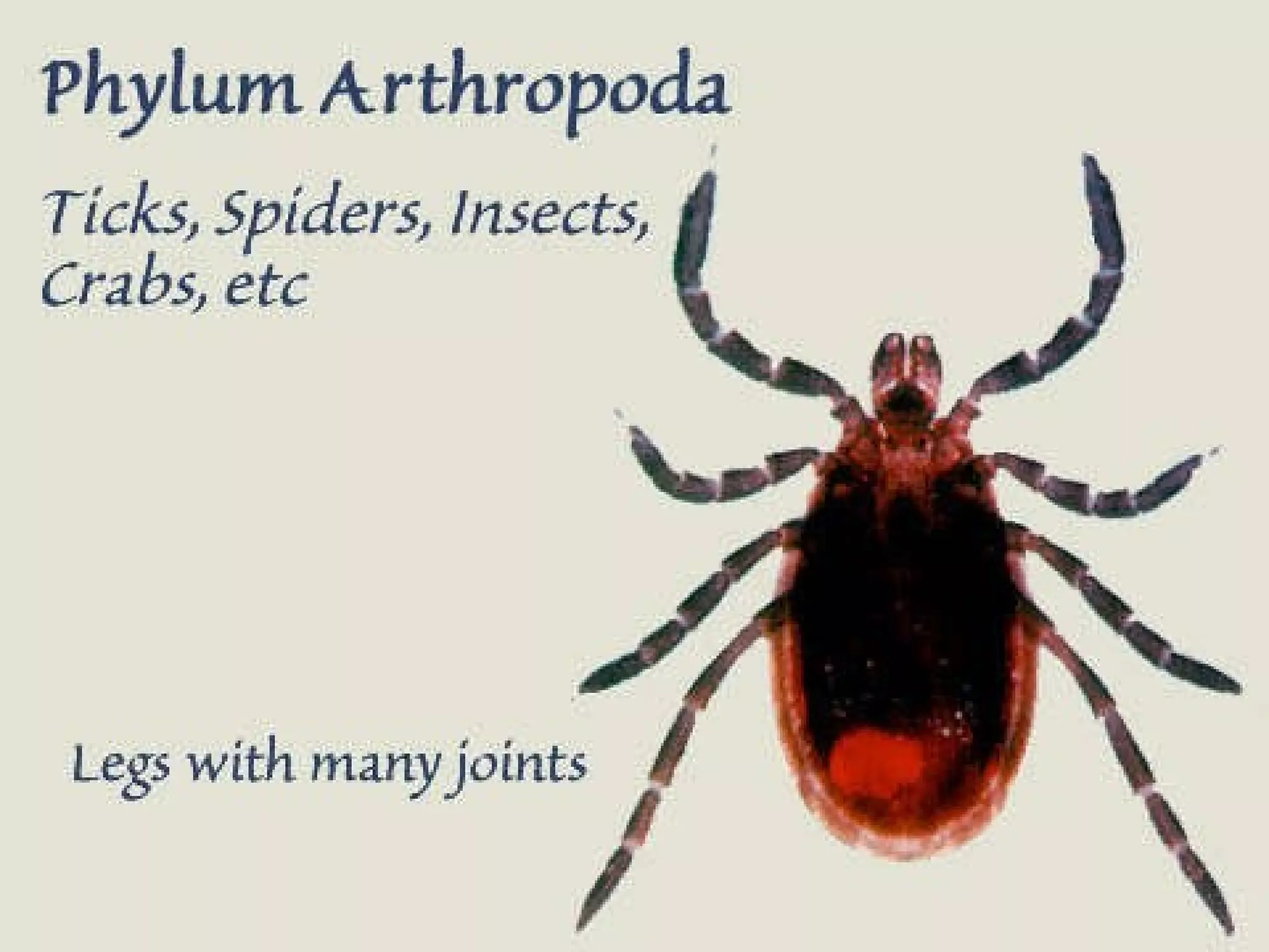 Animal Phyla | PPT