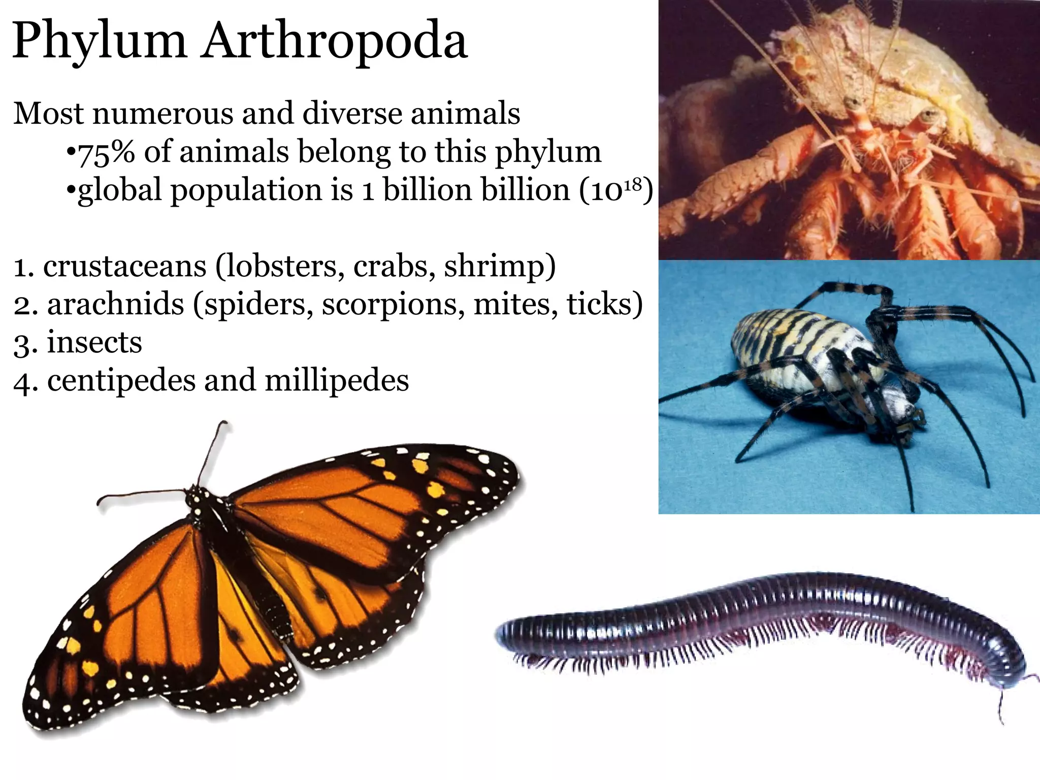 Animal Phyla | PPT