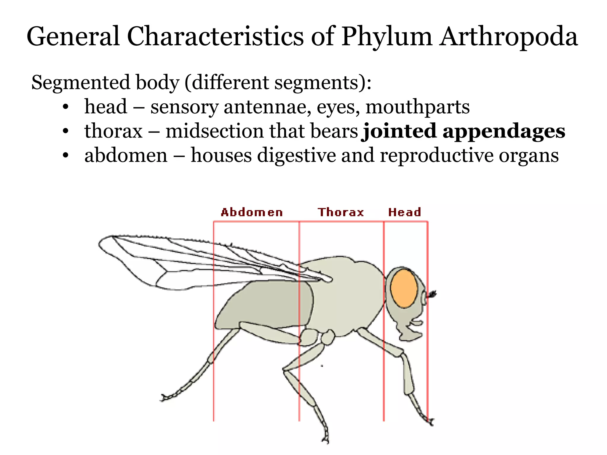 Animal Phyla | PPT
