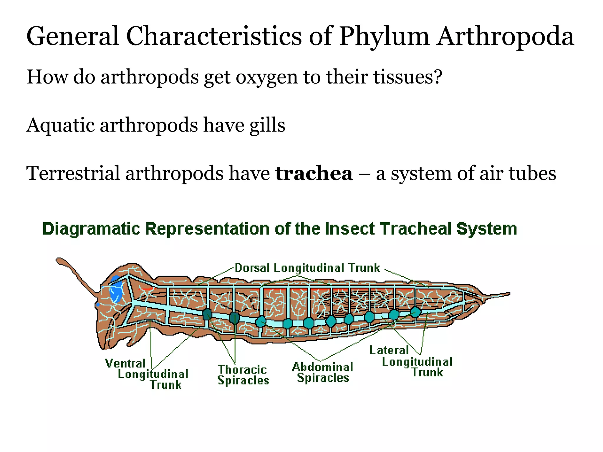 Animal Phyla | PPT