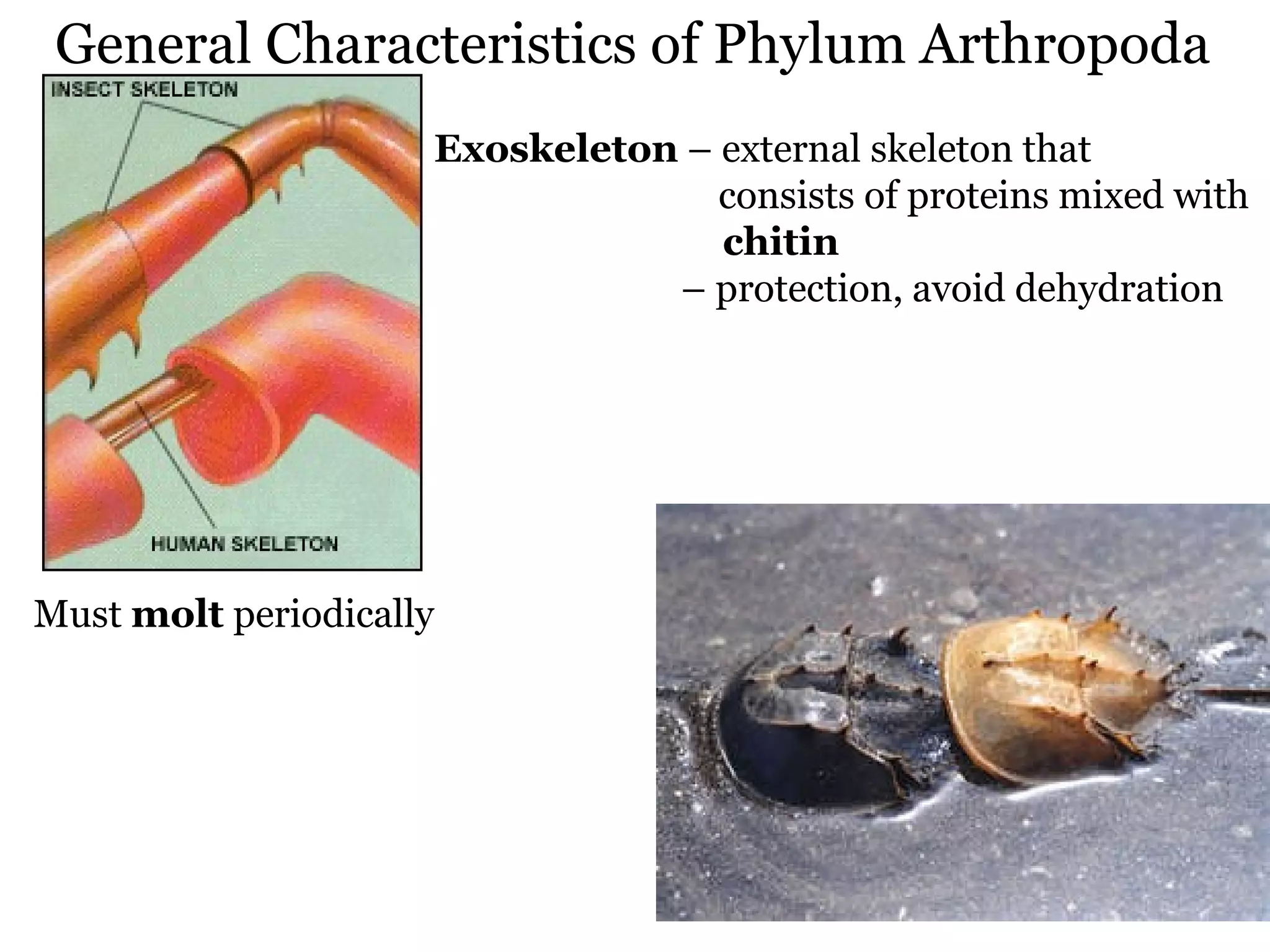 Animal Phyla | PPT