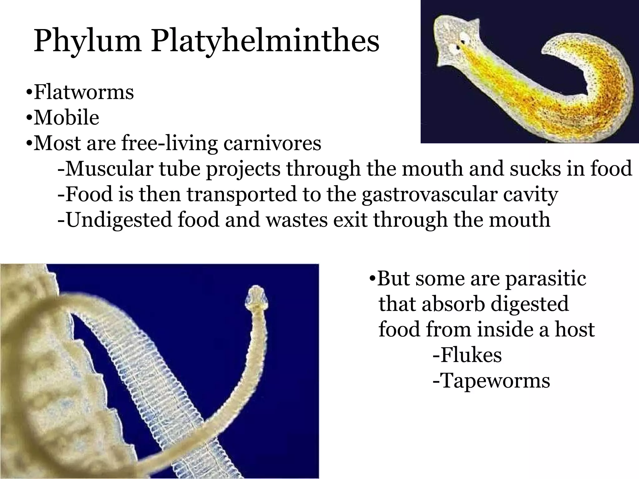 Animal Phyla | PPT