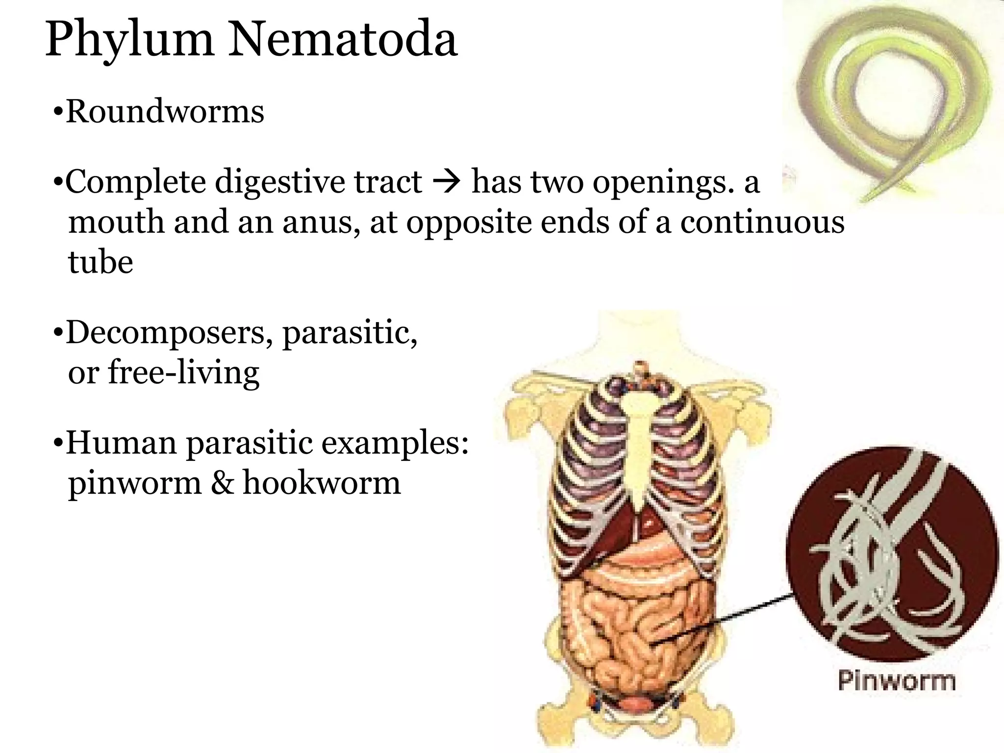 Animal Phyla | PPT