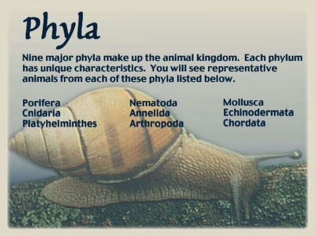 Animal Phyla | PPT