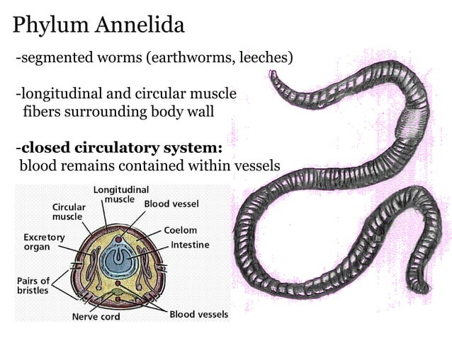Animal Phyla | PPT