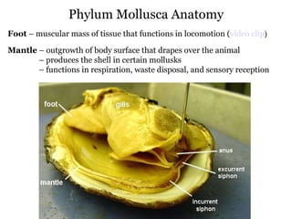 Animal Phyla | PPT
