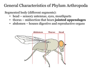 Animal Phyla | PPT