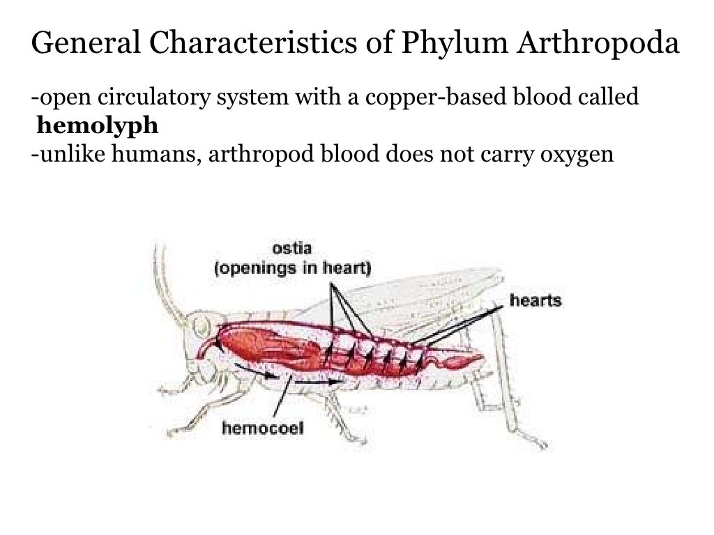 Animal Phyla