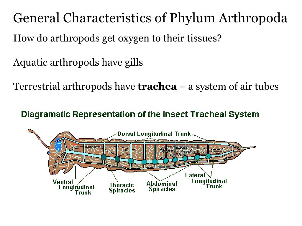 Animal Phyla