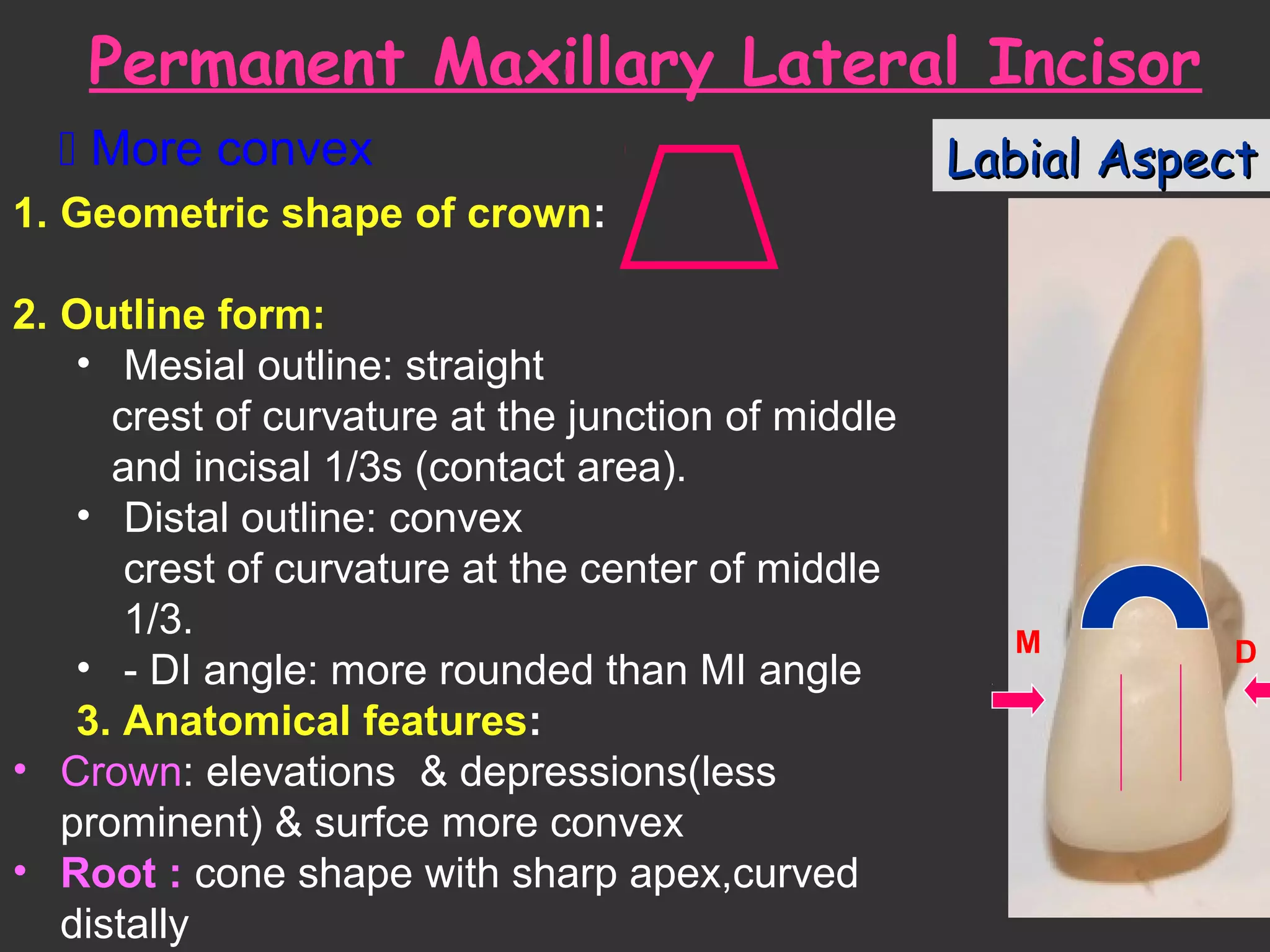 2 anterior teeth | PPT