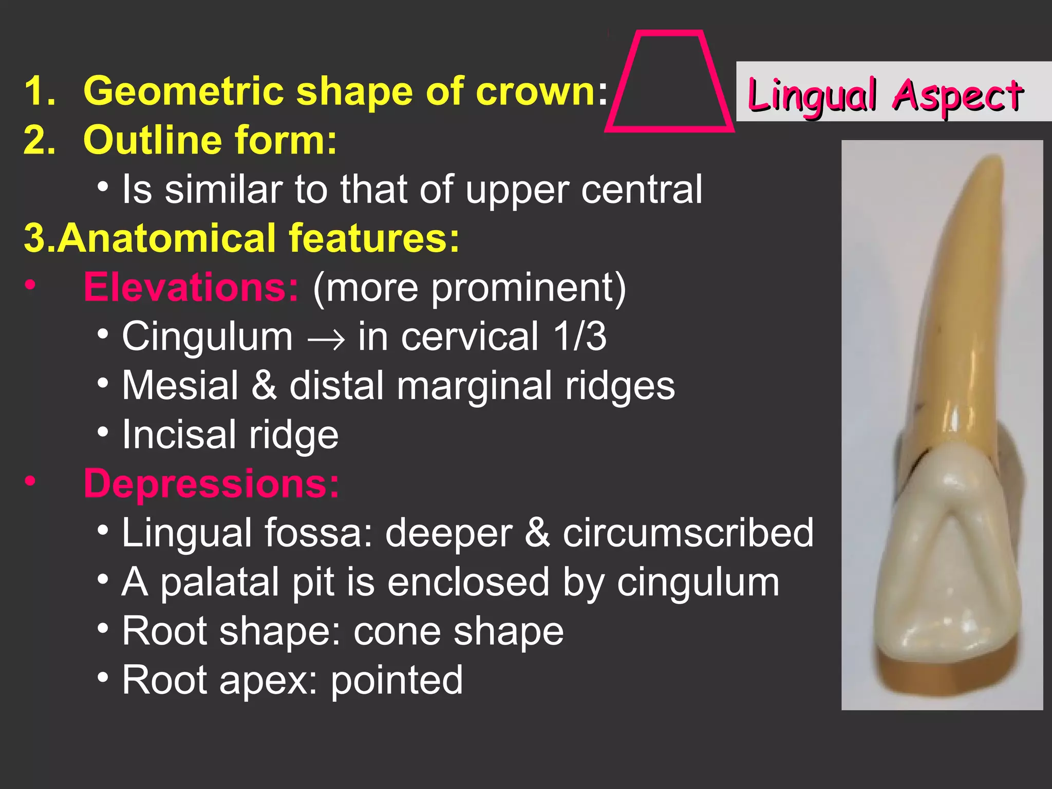 2 anterior teeth | PPT