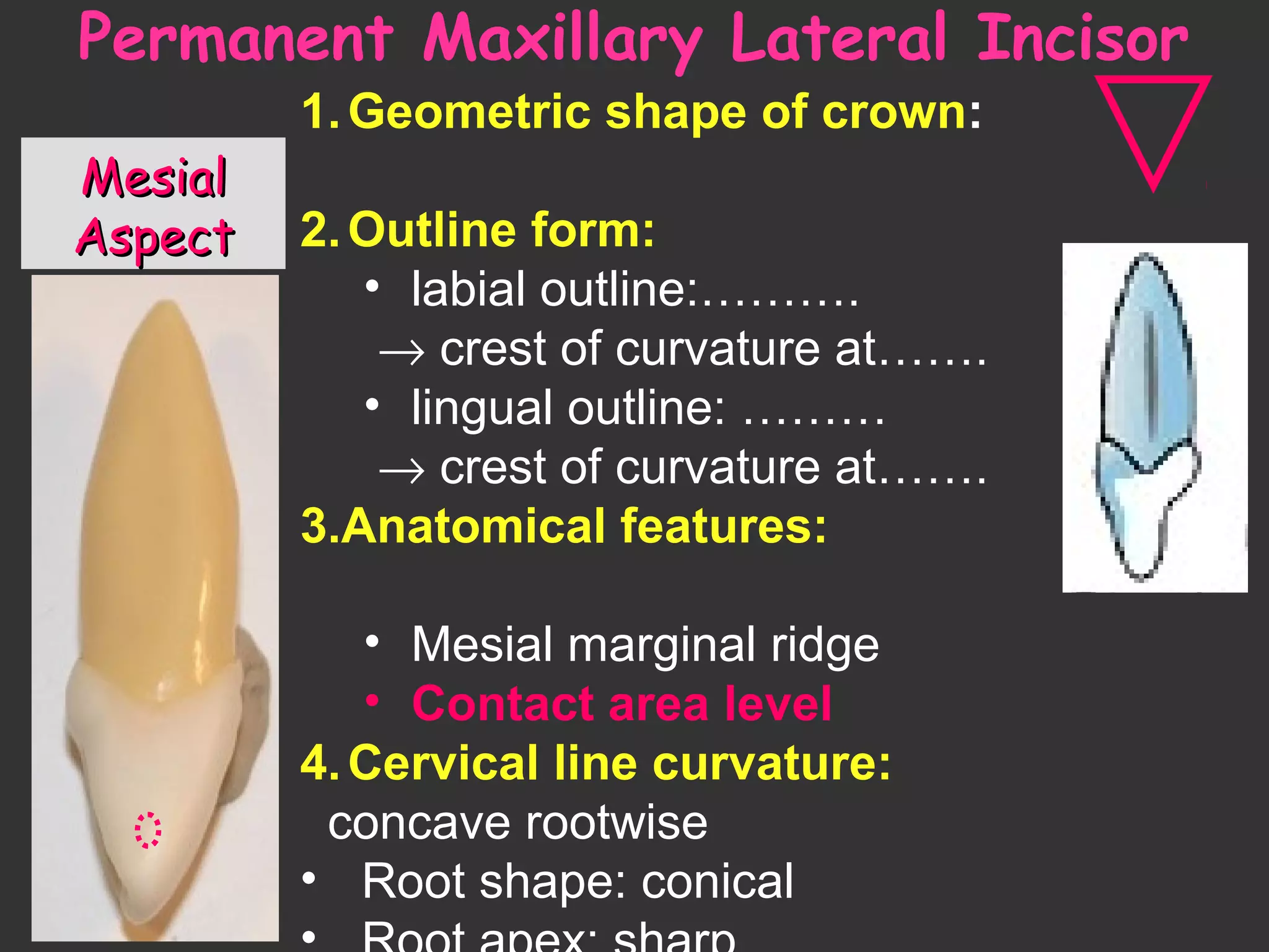 2 anterior teeth | PPT