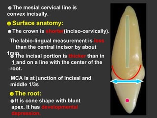 Cervical Line