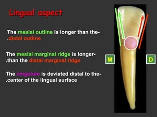 Marginal Ridges