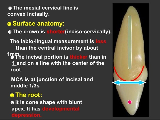 2 anterior teeth