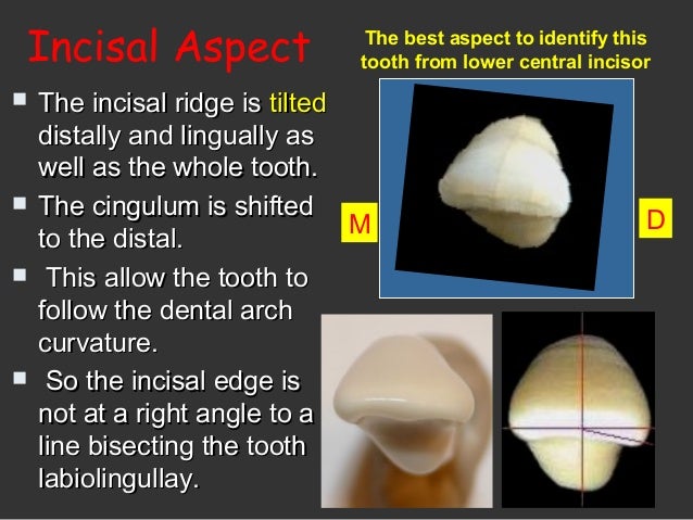 2 anterior teeth