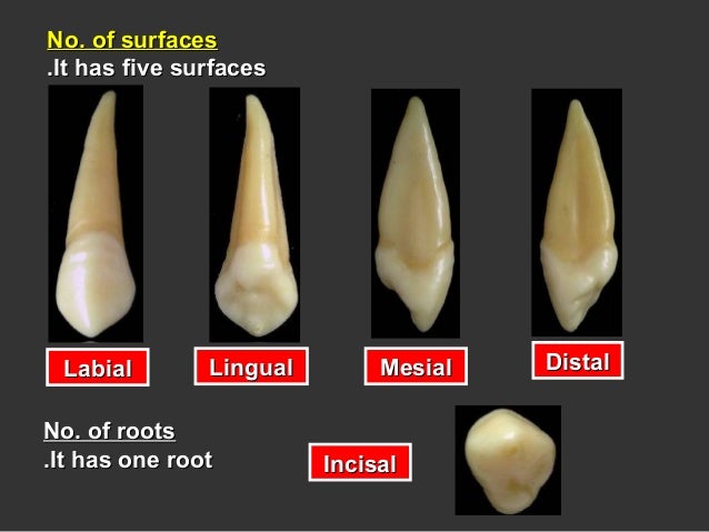 Anterior Tooth Anatomy