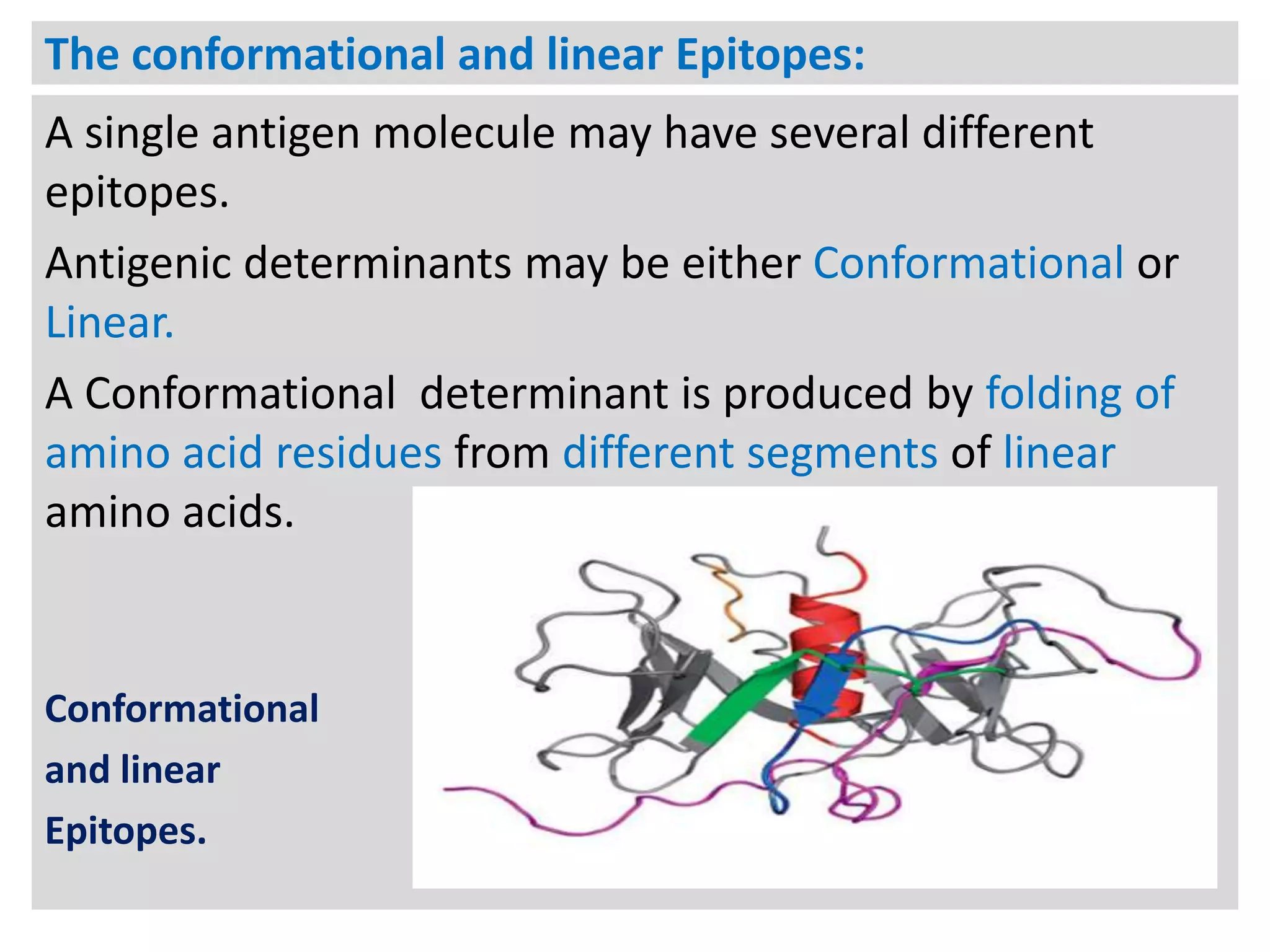 2 antigens, immunogens, epitopes, and haptens | PPTX
