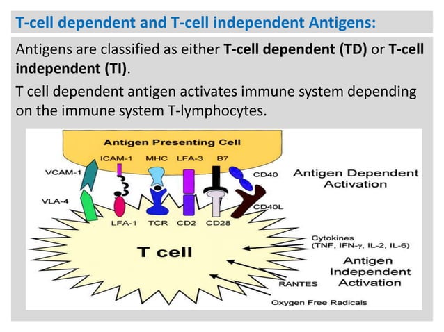 2 antigens, immunogens, epitopes, and haptens | PPTX | Chemistry | Science