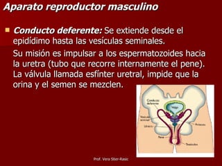 2 Aparato Reproductor Femenino Y Masculino | PPS