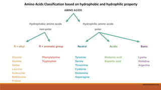 Structures of Amino Acids | PPTX
