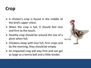Avian Crop Affections | PPTX