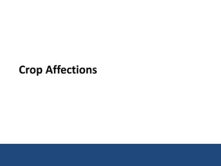 Avian Crop Affections | PPT