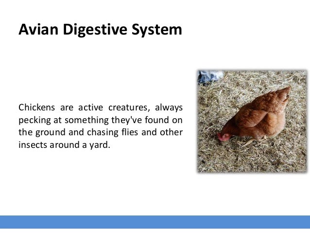 Avian Crop Affections