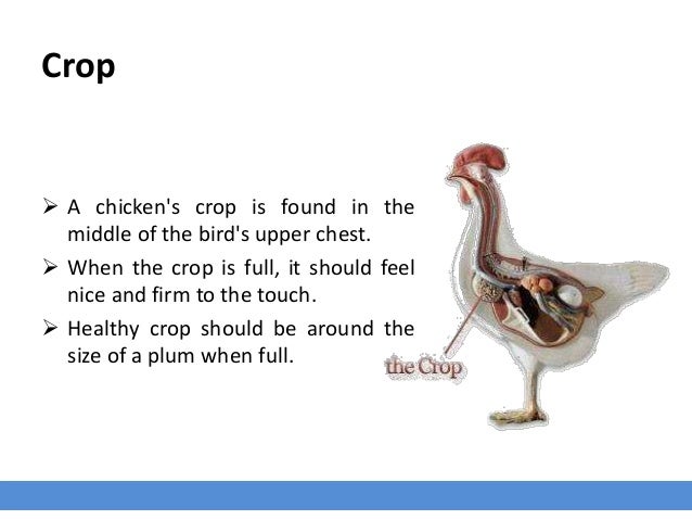 Avian Crop Affections
