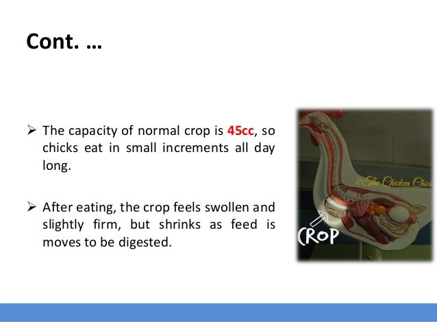 Avian Crop Affections