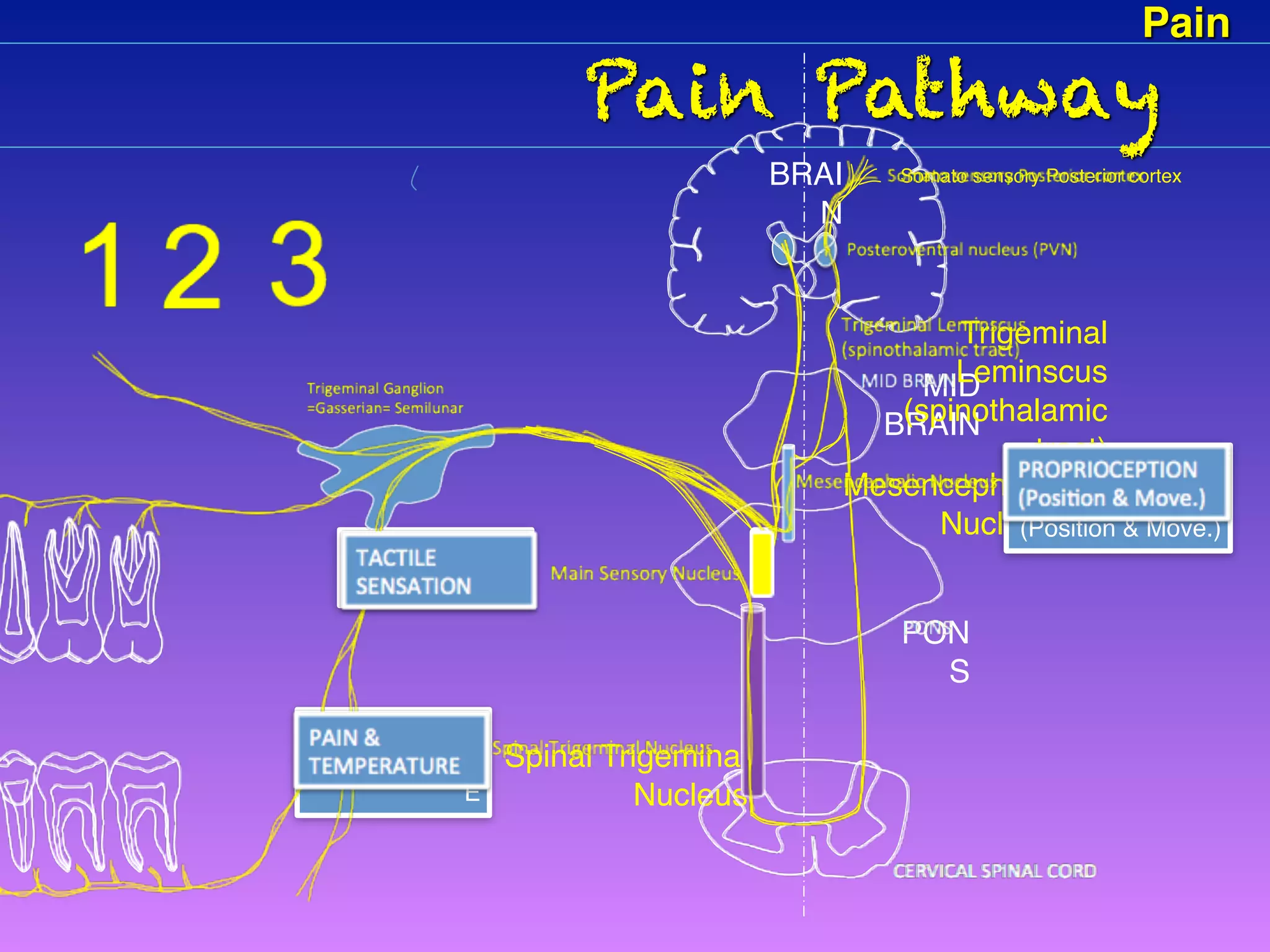 2 backup of pain and nerve conduction | PPT