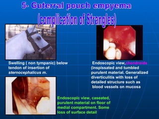 bacterial affections Equine | PPT