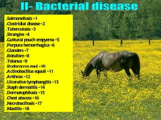 bacterial affections Equine | PPT