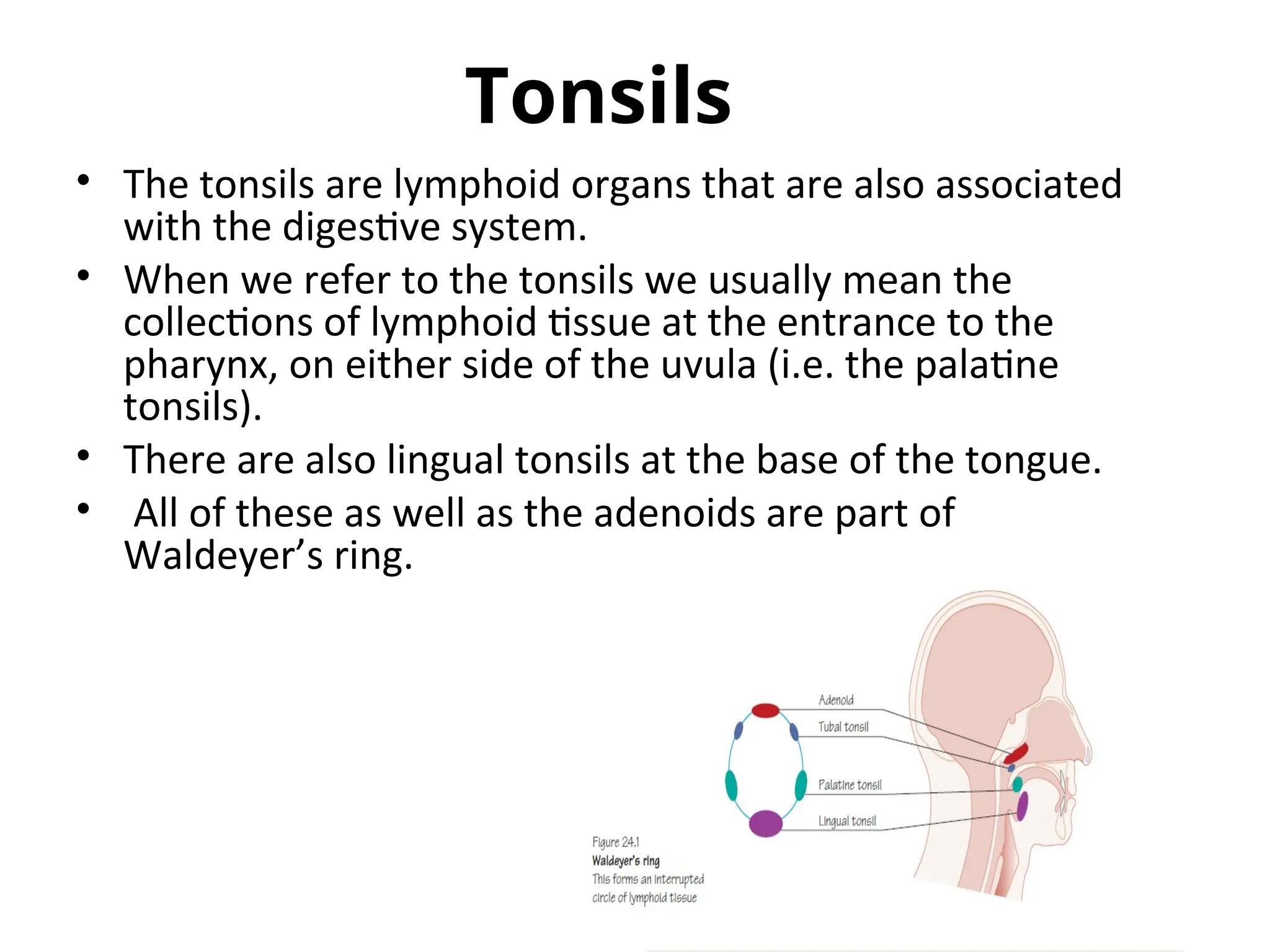 2-Basic Organs and Tissues of the Immune System.ppt