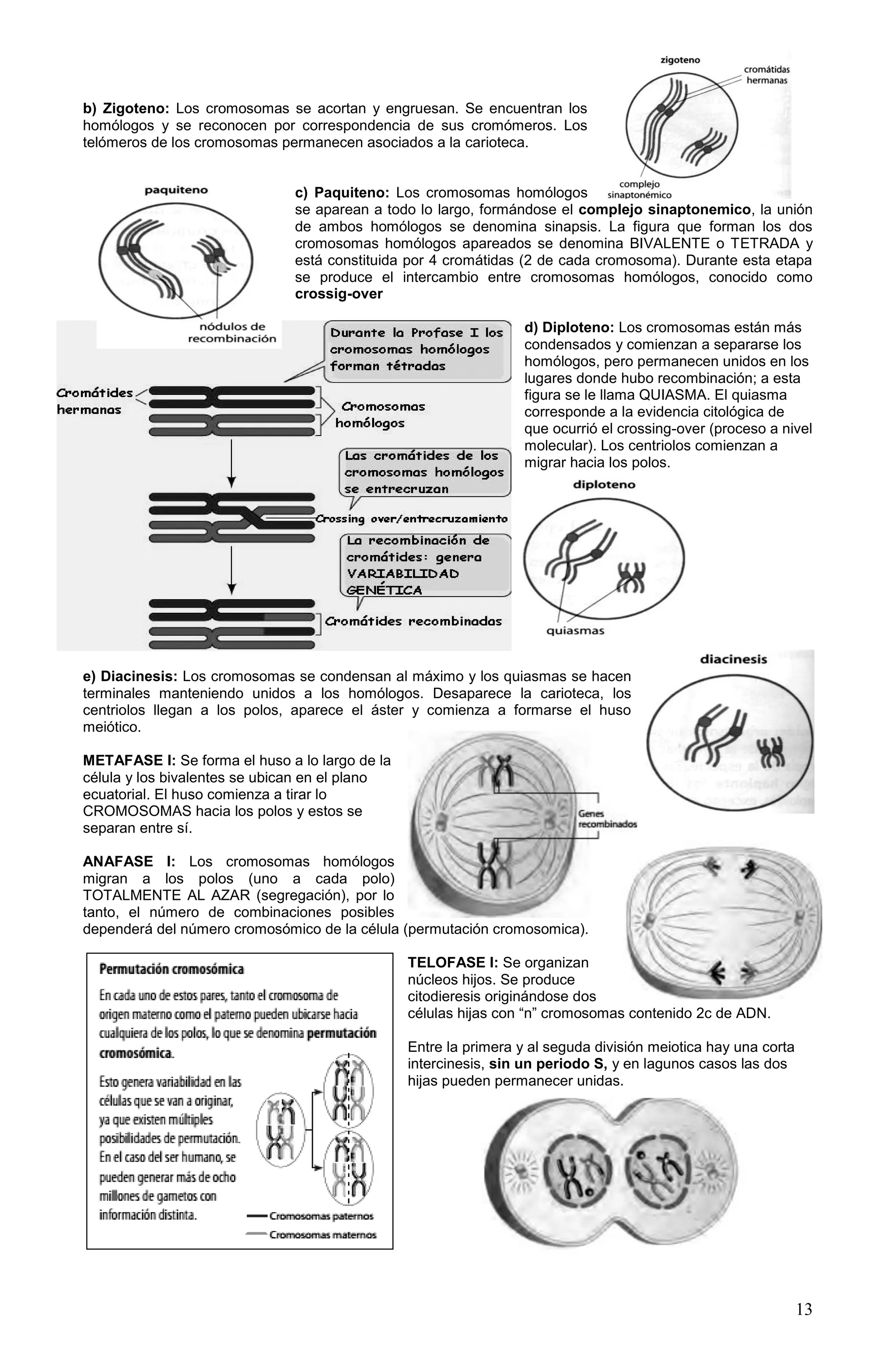 2-Biología-Guía-de-Mitosis-y-Meiosis.pdf