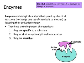 2 - Biomolecules and Enzymes.pptx
