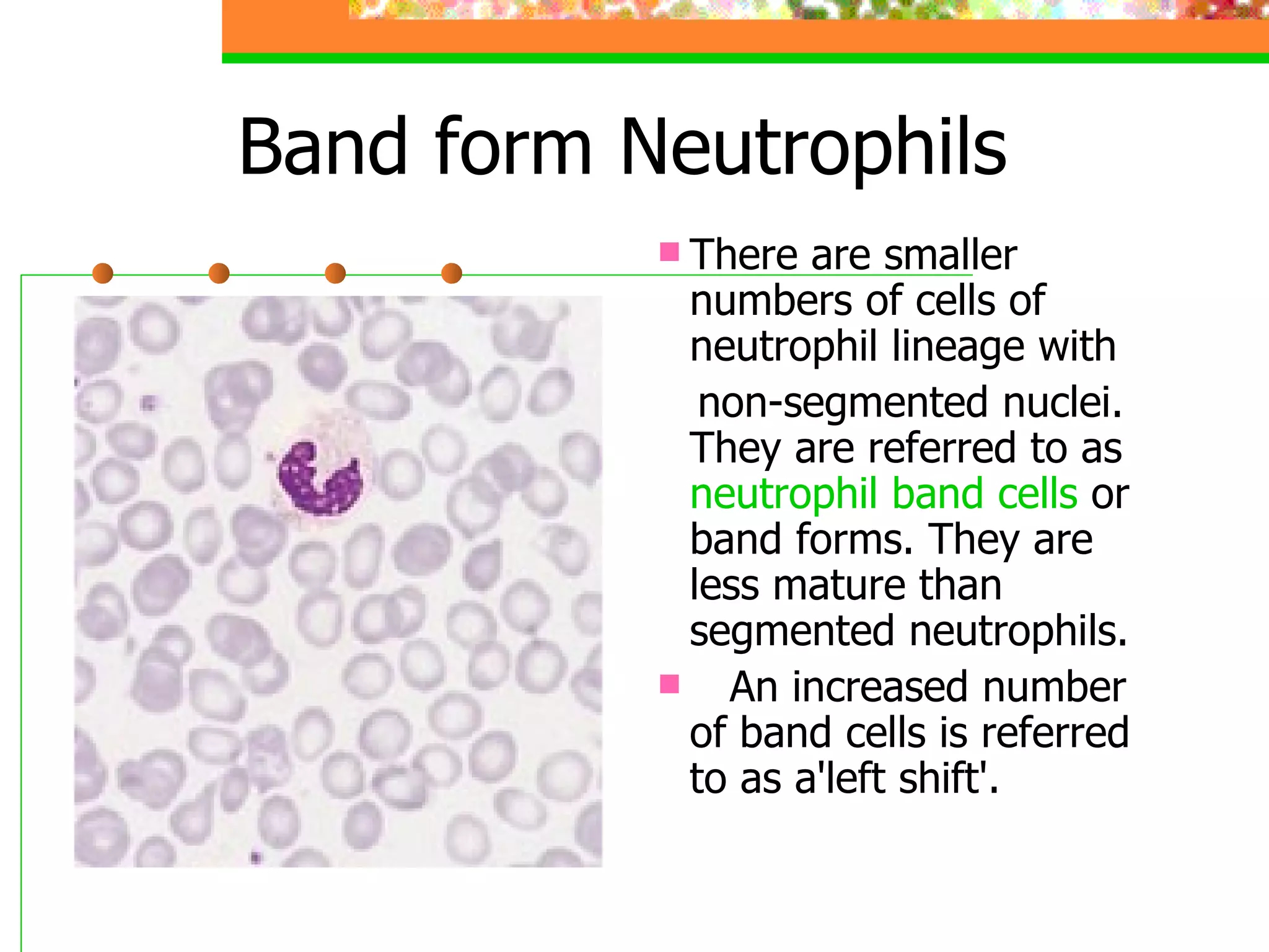 2. blood cells morphology | PPT