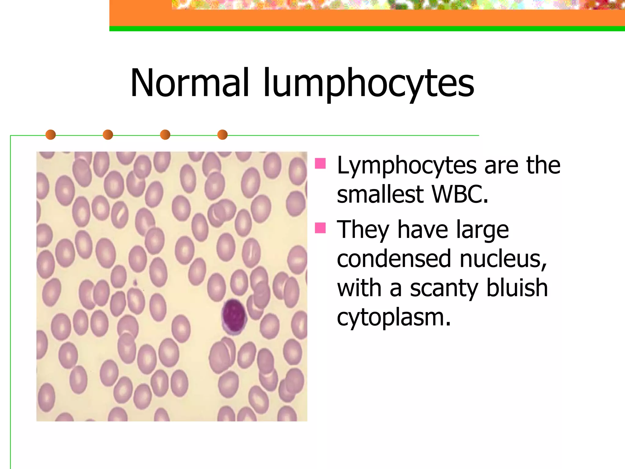 2. blood cells morphology | PPT
