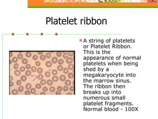 2. blood cells morphology | PPT