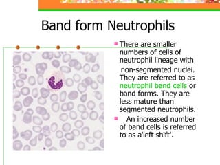 2. blood cells morphology | PPT