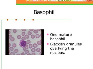 2. blood cells morphology | PPT